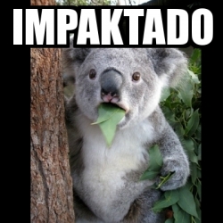 Meme Koala - impaktado - 16801344