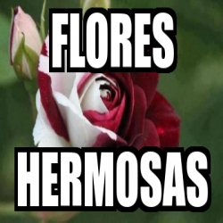 Meme Personalizado - flores hermosas - 19057094