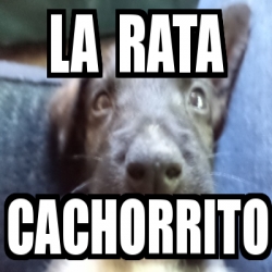 Meme Personalizado - la rata cachorrito - 19651668