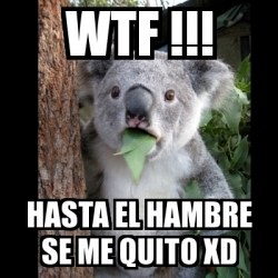 Meme Koala - WTF !!! Hasta el hambre se me quito XD - 19851181