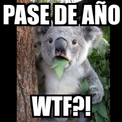 Meme Koala - PASE DE AÃ‘O WTF?! - 2212935