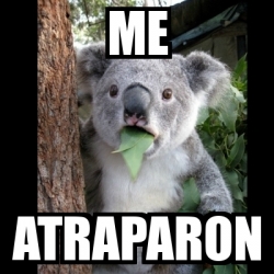 Meme Koala - me atraparon - 2036865