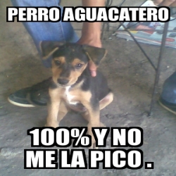 Meme Personalizado - PERRO AGUACATERO 100% Y NO ME LA PICO . - 2504353