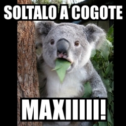 Meme Koala - soltalo a cogote maxiiiii! - 2810955