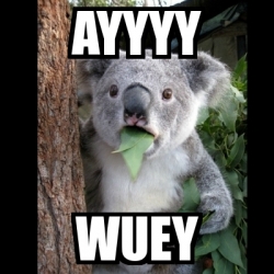 Meme Koala - ayyyy wuey - 20437753