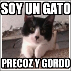 Meme Personalizado - soy un gato precoz y gordo - 22799464