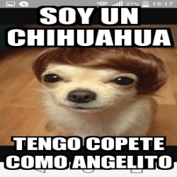 Meme Personalizado - Soy un chihuahua tengo copete como Angelito - 22838439