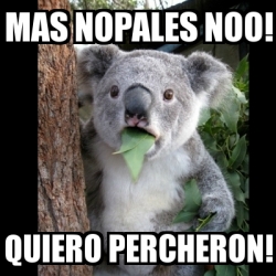 Meme Koala - Mas Nopales noo! Quiero percheron! - 22974209