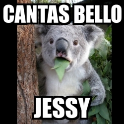 Meme Koala - Cantas bello Jessy - 24260671