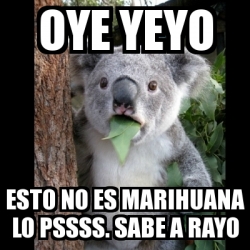 Meme Koala - Oye yeyo Esto no es marihuana lo pssss. Sabe a rayo - 24593049