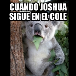 Meme Koala - cuando joshua sigue en el cole - 25624111