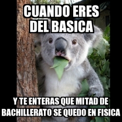 Meme Koala - cuando eres del basica y te enteras que mitad de ...