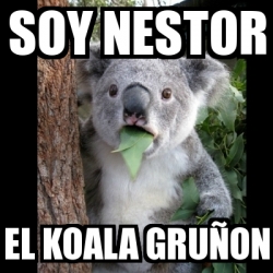 Meme Koala - Soy NESTOR EL KOALA GRUÃ‘ON - 28214844