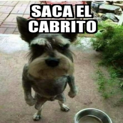 Meme Personalizado - Saca el cabrito - 28255322
