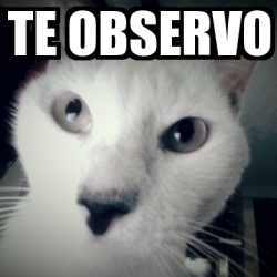 Meme Personalizado - te observo - 28997250