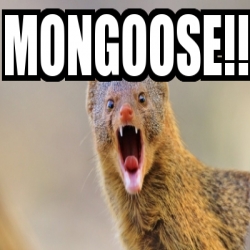 Meme Personalizado - MONGOOSE!! - 29205022