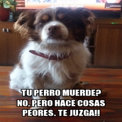 Meme Personalizado - Tu perro muerde? No, pero hace cosas peores. Te ...