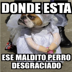 Meme Personalizado - donde esta ese maldito perro desgraciado - 3137153