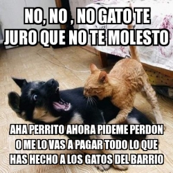 Meme Personalizado - no, no , no gato te juro que no te molesto aha ...