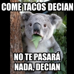 Meme Koala - come tacos decian no te pasarÃ¡ nada, decian - 3679500