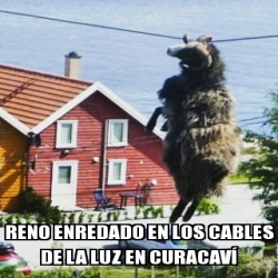 Meme Personalizado - Reno Enredado en los cables de la Luz en CuracavÃ ...