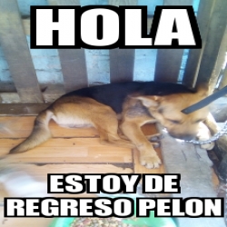 Meme Personalizado - Hola Estoy de regreso pelon - 30044055