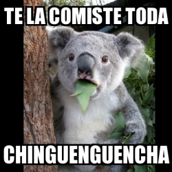 Meme Koala - TE LA COMISTE TODA CHINGUENGUENCHA - 30519935