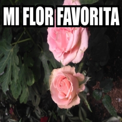 Meme Personalizado - Mi flor favorita - 30555240