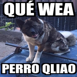Meme Personalizado - QuÃ© wea Perro qliao - 30788830