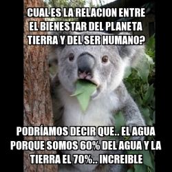 Meme Koala - cual es la relacion entre el bienestar del planeta tierra ...