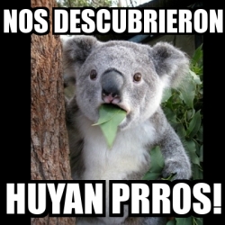 Meme Koala - Nos descubrieron huyan prros! - 30969097
