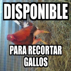 Meme Personalizado - Disponible Para recortar gallos - 31195290