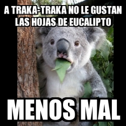 Meme Koala - A traka-traka no le gustan las hojas de eucalipto MENOS ...