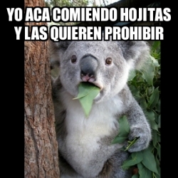 Meme Koala - yo aca comiendo hojitas y las quieren PROHIBIR - 31212396