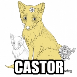 Meme Personalizado - castor - 31213179