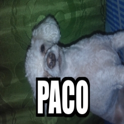 Meme Personalizado - Paco - 31239509