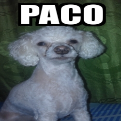 Meme Personalizado - Paco - 31239517