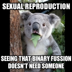 Meme Koala - Sexual reproduction Seeing that binary fussion doesn't ...