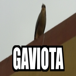 Meme Personalizado - Gaviota - 31279840