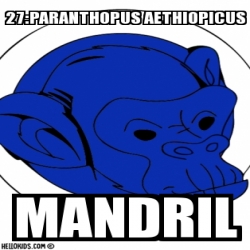 Meme Personalizado - 27:paranthopus aethiopicus Mandril - 31321882