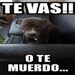 Meme Personalizado - TE VAS!! O TE MUERDO... - 31425109