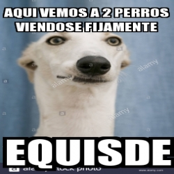 Meme Personalizado - aqui vemos a 2 perros viendose fijamente equisde ...
