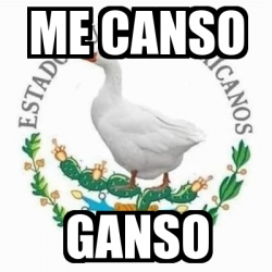 Meme Personalizado - ME CANSO GANSO - 31471560
