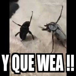 Meme Personalizado - y que wea !! - 31529543