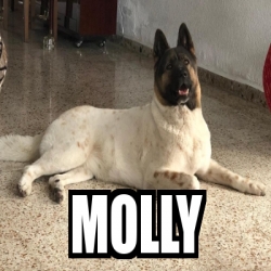 Meme Personalizado - Molly - 31549323