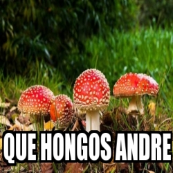 Meme Personalizado - Que hongos Andre - 31564625