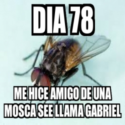 Meme Personalizado - Dia 78 Me hice amigo de una mosca see llama ...