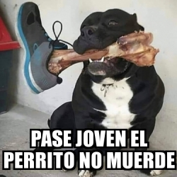 Meme Personalizado - Pase joven El perrito no muerde - 31588751