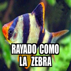 Meme Personalizado - Rayado como la Zebra - 31680312