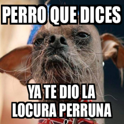 Meme Personalizado - PERRO QUE DICES Ya te dio la locura perruna - 31711030